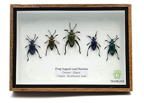 SET 5 REAL FROG LEGGED LEAF BEETLES SAGRA INSECT TAXIDERMY SET IN BOX ...