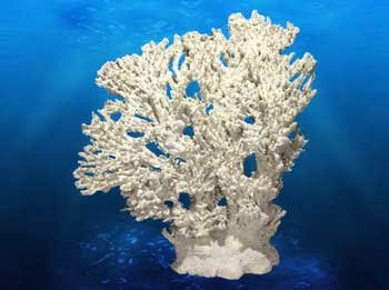 Coral Replica - Table Coral 18x7x19.5": Amazon.co.uk: Pet Supplies