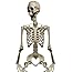 Amazon.com: 5 ft. Poseable Skeleton with LED Illumination: Toys & Games