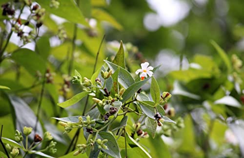 Buy Creative Farmer Pavizhamalli (Night Jasmine, Coral Jasmine) Jasmine ...