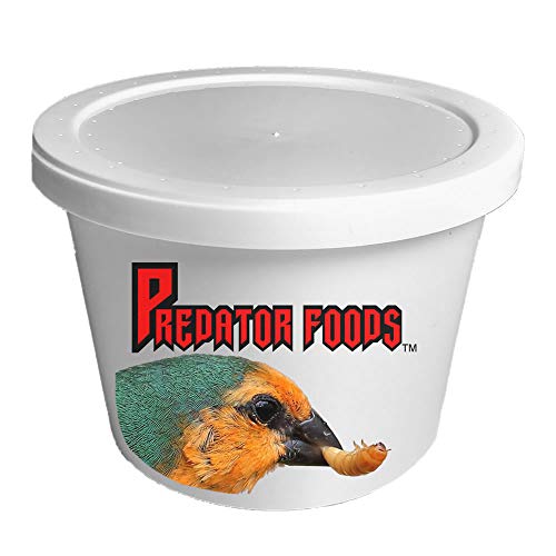 Predator Foods Bulk Live Giant Worms 1.25 - 1.75 in - (50 - 5000 Count ...