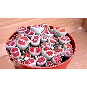 Amazon.com : Lithops Karasmontana V Mickbergensis var Red Top succulent ...