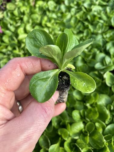 Corn Salad Plug Plants Grow Your Own" (3) price in Saudi Arabia ...