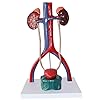 Anatomy Models Human Urinary System Anatomy Model with Base Medical ...