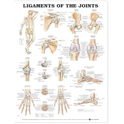 Anatomical Chart - Ligaments of the Joints (Wall Philippines | Ubuy