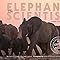 The Elephant Scientist (Scientists in the Field Series): O'Connell ...