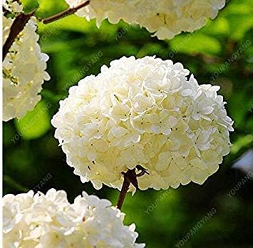 سعر 20 Pcs White Hydrangea Seeds, Wedding Party Flower Seeds, Perennial ...