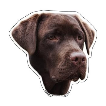 Amazon.com: Chocolate Labrador Retriever Chocolate Lab Paws and Hearts ...