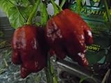 Trinidad Scorpion Chocolate: Mellower Madness - PepperScale