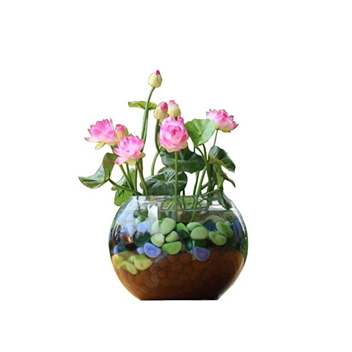 5 Pcs Mini Lotus Flower Seeds DIY Potted Plants Indoor Pot Seed ...