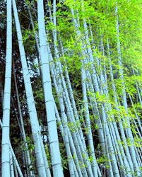 Buy Cicitar Garden - China 20pcs Rare Moso Bamboo Giant Bamboo ...