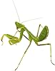 Insect Lore Live Praying Mantis Hatching Kit Gift Box Toy - Viewing ...