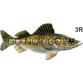 Amazon.com: Walleye Decal Walleye Fishing Decal Walleye Sticker Decal ...