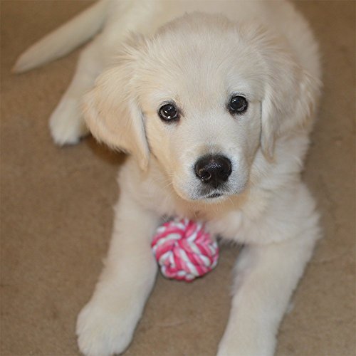 Puppy Chew Teething Rope Toys Set Mini Dental Pack For Small to Medium ...