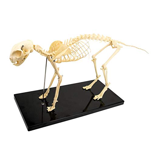 HeineScientific Plastic Cat Skeleton – BigaMart
