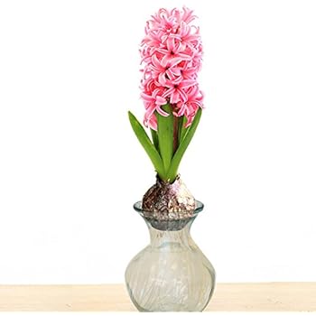 Amazon.com : Delft Blue Hyacinth Bulb Forcing Kit - Clear Glass Vase with Blue Hyacinth Bulb ...