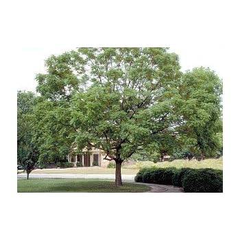 Amazon.com : Chinese Pistachio Tree Comes in 3 1/2 " Tall Pot : Garden ...