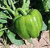 California Wonder 300 TMR Bell Pepper Seeds for Planting, 100+ Heirloom ...