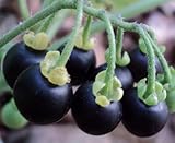 Sunberry - How to grow & care