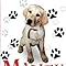 Marley: A Dog Like No Other : Grogan, John: Amazon.co.uk: Books