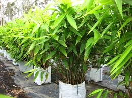 Tiger Grass 50 Seeds (Thysanolaena Maxima)Fast growing, clumping ...