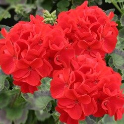 12x Geranium Fire Queen red bedding plants: Amazon.co.uk: Garden & Outdoors