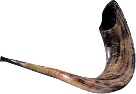 Jerusalén Kosher Shofar cuerno de carnero Natural pulido de regalo de ...