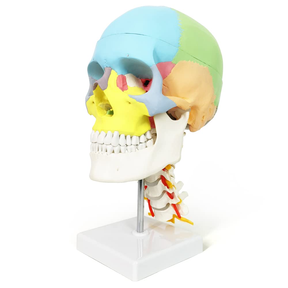 Anatomy Exploded Skull Model,Human Medical Skull Model Dental ...