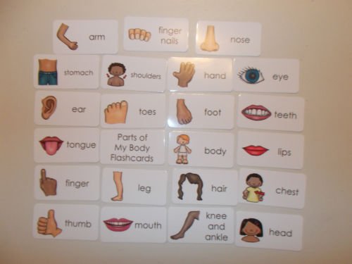 Early Learning Materials 24 Body Parts Flash Cards For Kids - Laminated ...