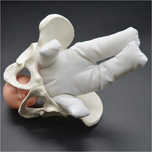 Mua FXQ Female Pelvis Birth Model - Mini Female Pelvis and Baby Model ...