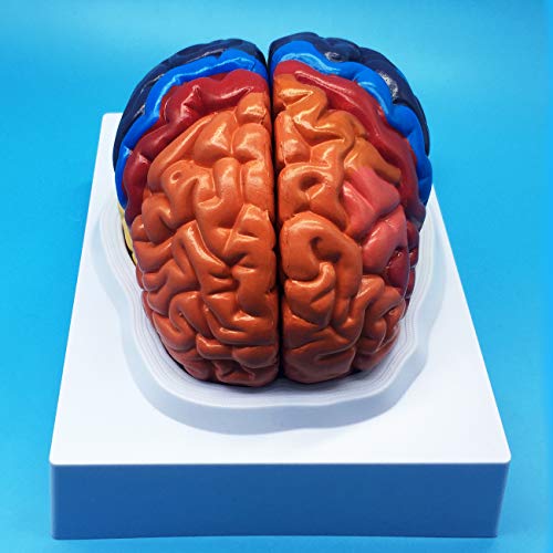 Mua Learning Resources Life Size Human Brain Anatomical Model, Color-Coded Partitioned Brain ...