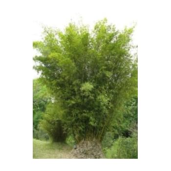 Amazon.com : Bambusa Multiplex 'Fern Leaf' Clumping Bamboo, #1 Size ...