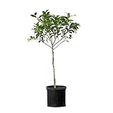 Organic Dwarf Meyer Lemon Tree