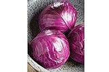 Red cabbage - How to grow & care