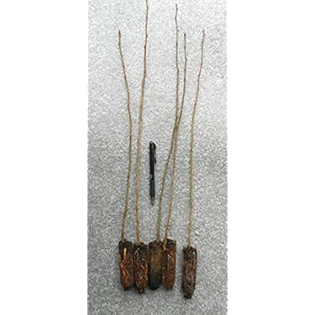 Amazon.com : 1000 Quaking Aspen Tree Seeds, Populus Tremuloides ...