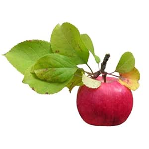 Grapple Apples 12 X 4 - Avg 15 Lb Case: Amazon.com: Grocery & Gourmet Food