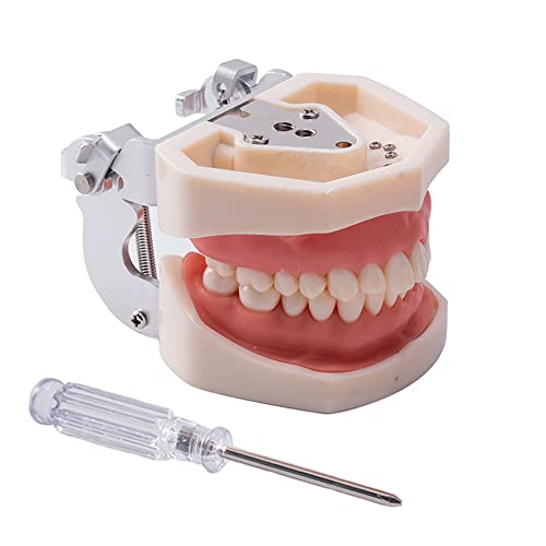 SNAWOP Dental Typodont Model with Removable Teeth Periodontal ...