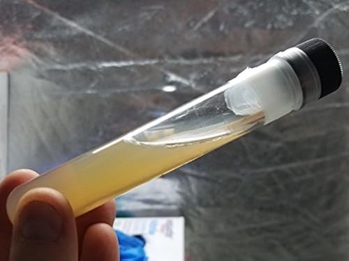 Forest Organics 1 Pre-Poured (MYA) Malt Yeast Agar Commercial Test Tube ...