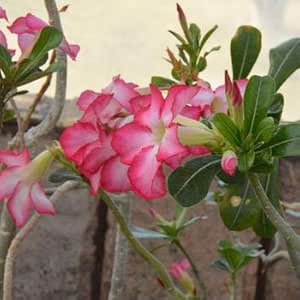 Amazon.com : ADB Inc Blue Desert Rose (Adenium) 2 Seeds, 100% True ...