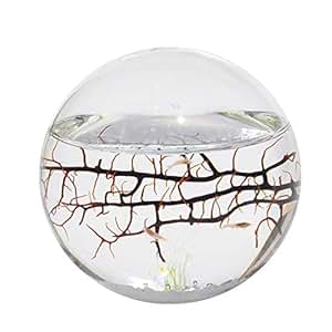 Amazon.com : EcoSphere Closed Aquatic Ecosystem, Small Sphere ...