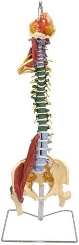 LHMYHHH Life Size Vertebral Column Model 85CM Anatomy Muscle Spine with ...