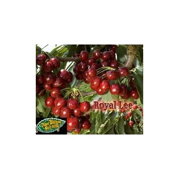 Amazon.com : ROYAL LEE CHERRY TREE - 2 Year Old / 4-5 Feet Tall ...