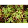 Amazon.com : Kashima Japanese Maple - Acer palmatum 'Kashima' 2 - Year ...