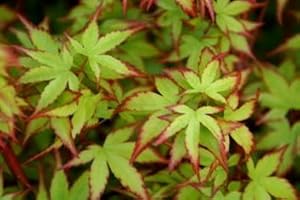 Amazon.com : Kashima Japanese Maple - Acer palmatum 'Kashima' 2 - Year ...