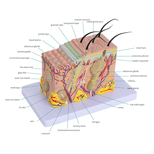 Human Brain Model Enlarged Skin Anatomy Model - 35X Magnified Layers ...