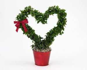 Amazon.com - Fresh Live Topiary Plant, Item 265G - 6 1/2 inch Ivy Heart ...