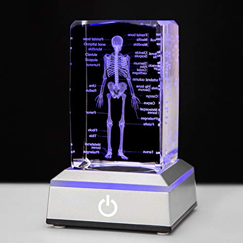 IFOLAINA 3D Human Skeleton Model Anatomy Gifts Crystal Labeled Skeleton ...