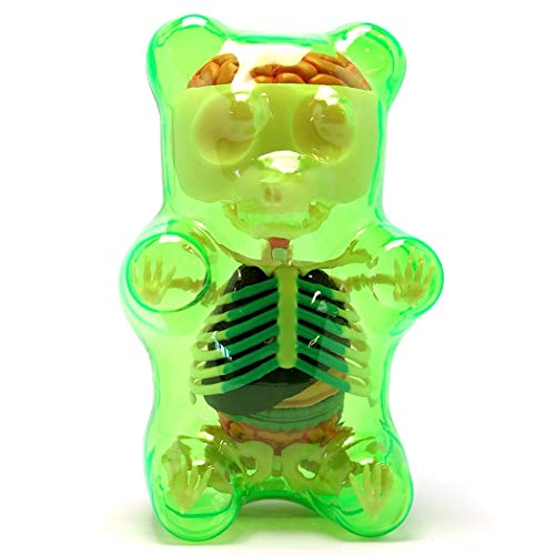 4D Master Green Gummi Gummy Bear Anatomy Model Kit by Jason Freeny ...