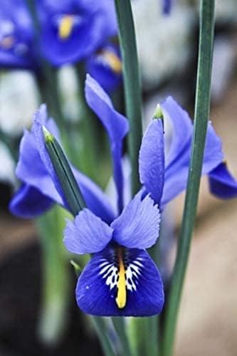 5 purple iris bulbs beautiful flowers faint fragrance attracts ...