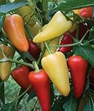 Mariachi Pepper: Perfect For Every Day - PepperScale